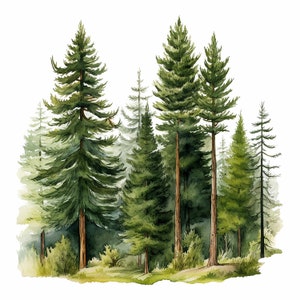 Watercolor Pine Forest Clipart, Pine Tree Clipart, Woodland Tree ...
