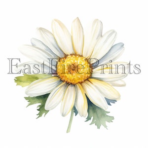 Watercolor Daisies Clipart PNG, Spring Floral Clip Art, Flowers and ...