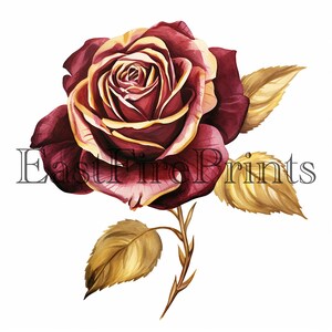 Watercolor Maroon and Gold Rose, High Quality Png, Red Rose, Flower ...