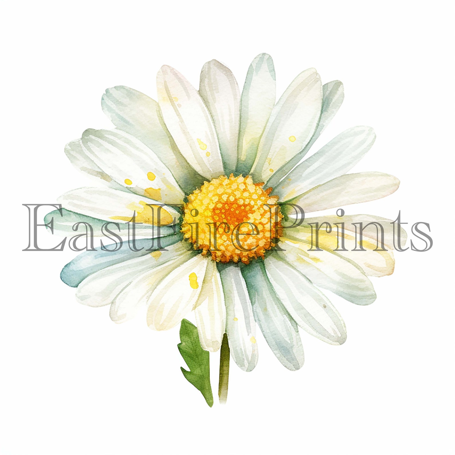 Watercolor Daisies Clipart PNG, Spring Floral Clip Art, Flowers and ...