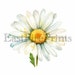Watercolor Daisies Clipart PNG, Spring Floral Clip Art, Flowers and ...