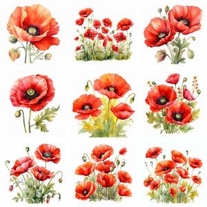 Poppy Clipart, High Quality PNG, Floral PNG, Poppy Flower Clipart ...
