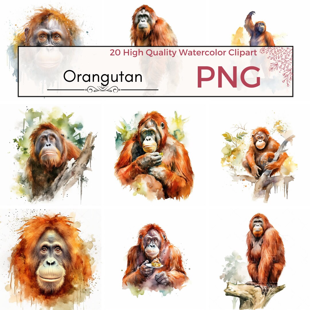 20 Watercolor Orangutan Clip Art Bundle | Primate Illustrations ...