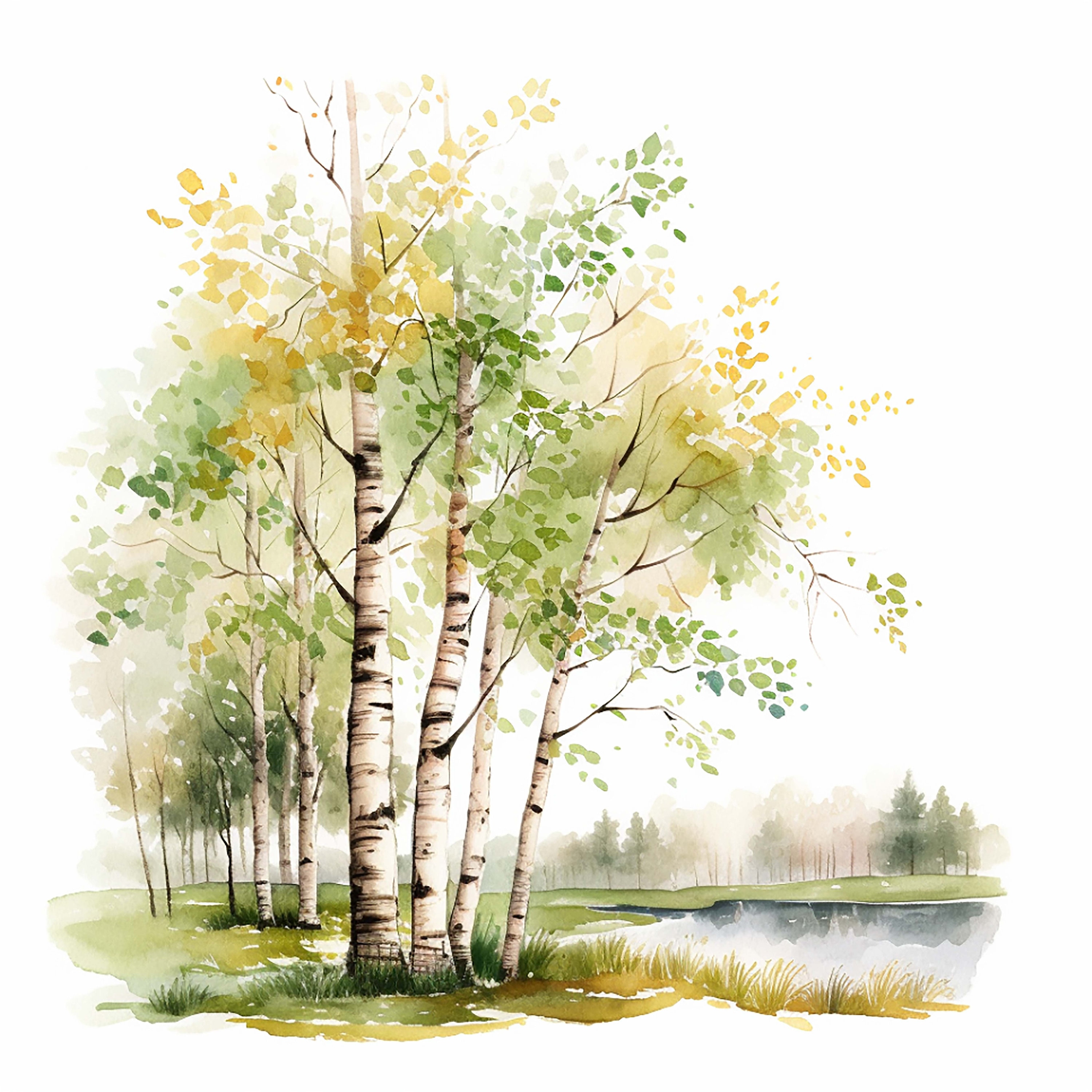 Spring Birch Trees Clipart High Quality PNG Spring Graphics - Etsy
