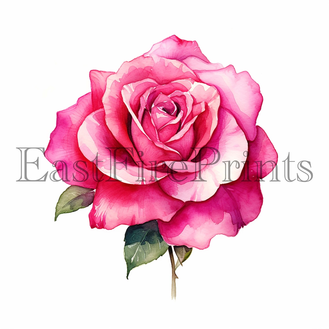 Watercolor Hot Pink Roses Clipart PNG Floral Clip Art Bright - Etsy