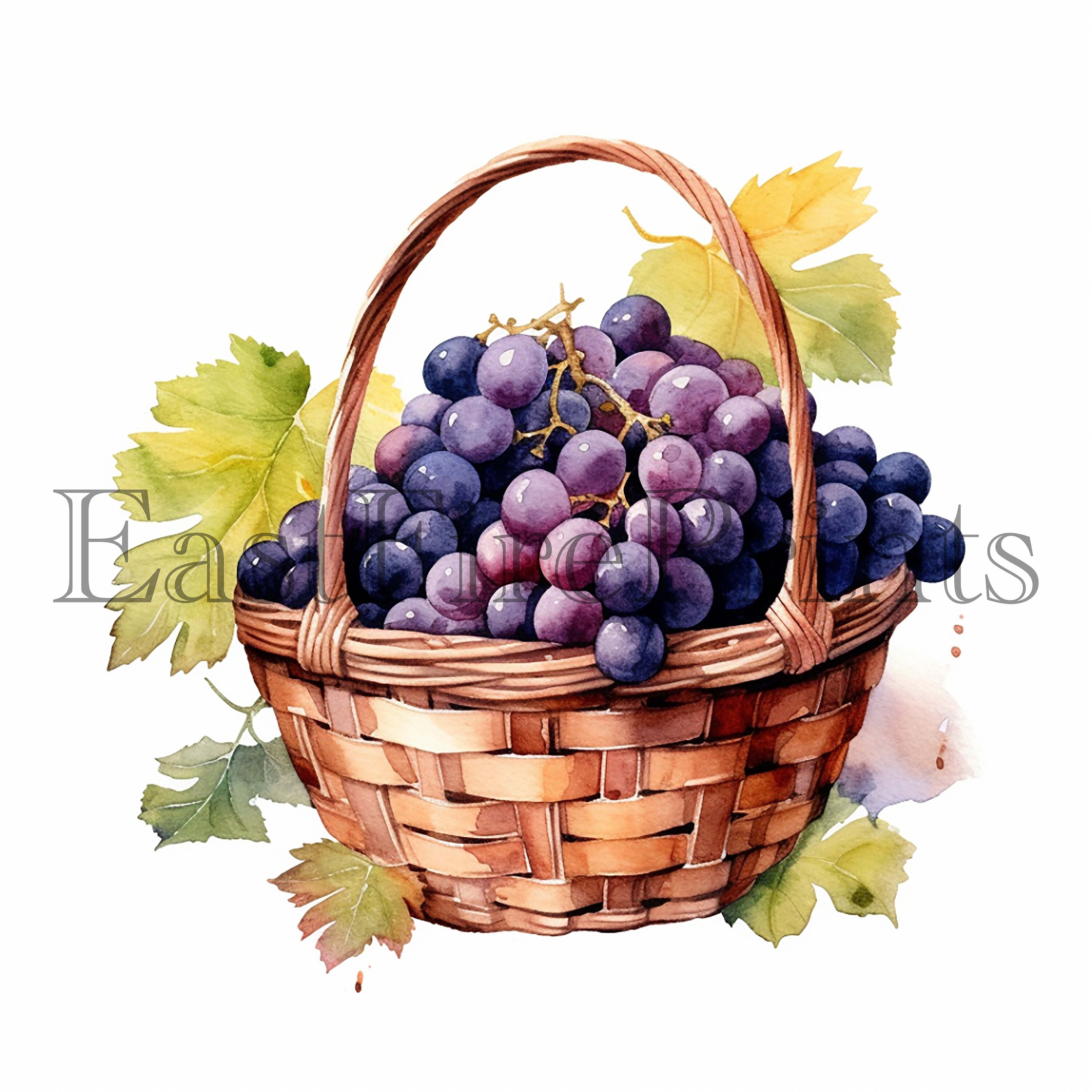 20 PNG Watercolor Grapes Clipart Fruit Clipart Summer - Etsy