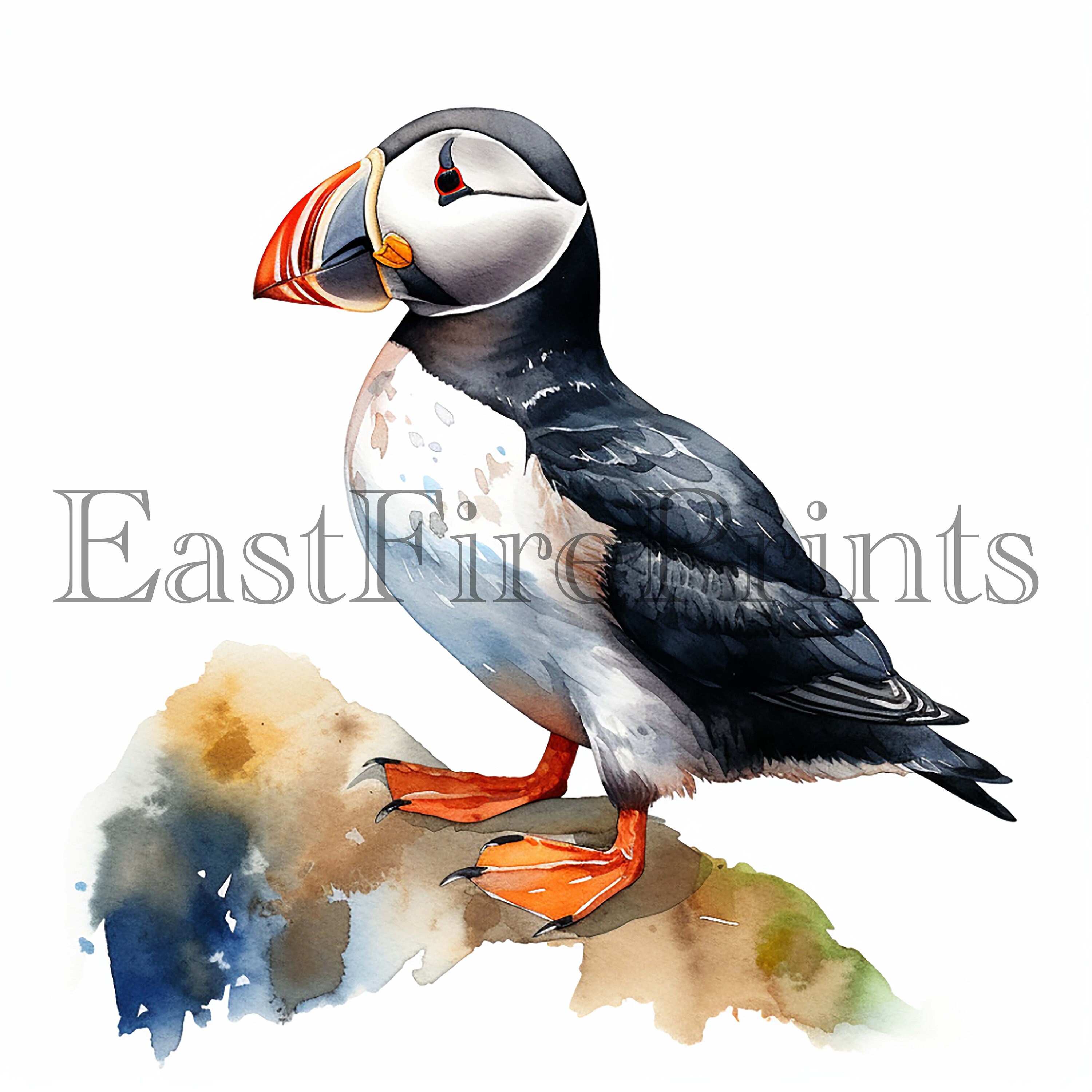 Watercolor Puffin Clipart High Quality Png Cute Animal Clip - Etsy