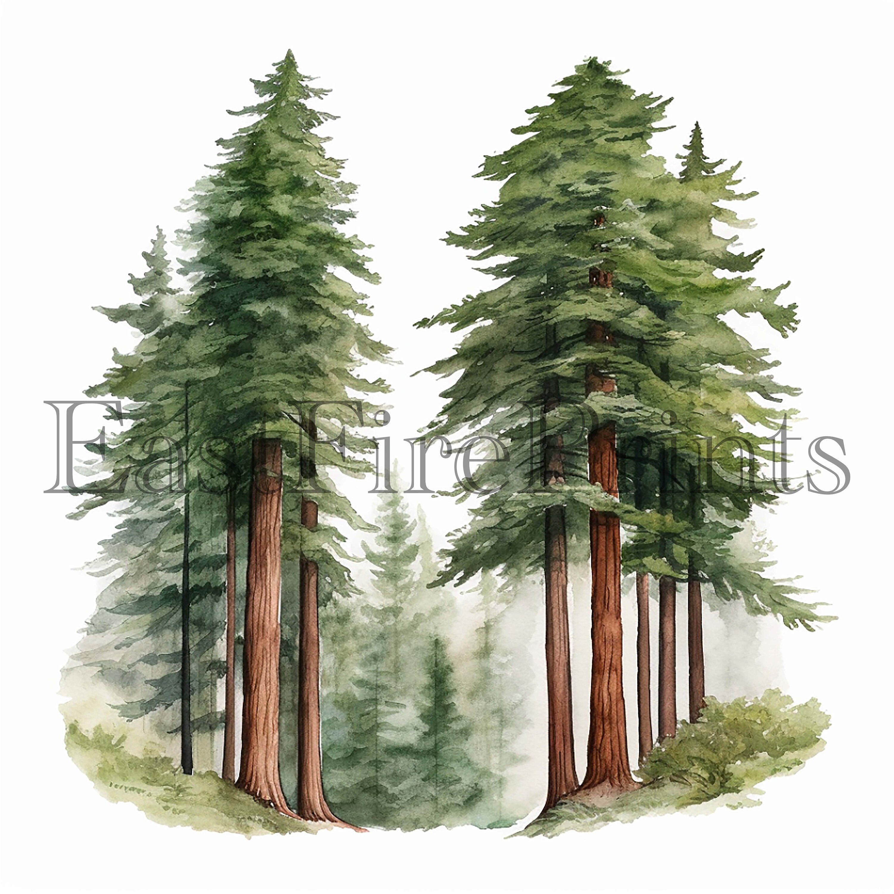 Watercolor Redwood Tree Clipart PNG Forest California Redwood - Etsy