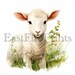 20 Baby Lamb Watercolor Clipart, High Quality Png, Cute Farm Animals ...
