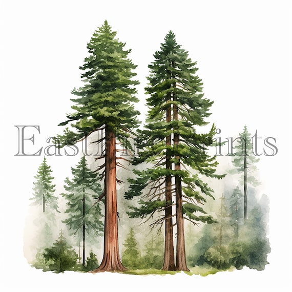 Redwood Tree Clip Art