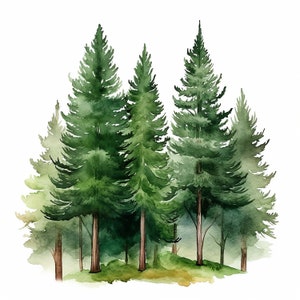 Watercolor Pine Forest Clipart, Pine Tree Clipart, Woodland Tree ...