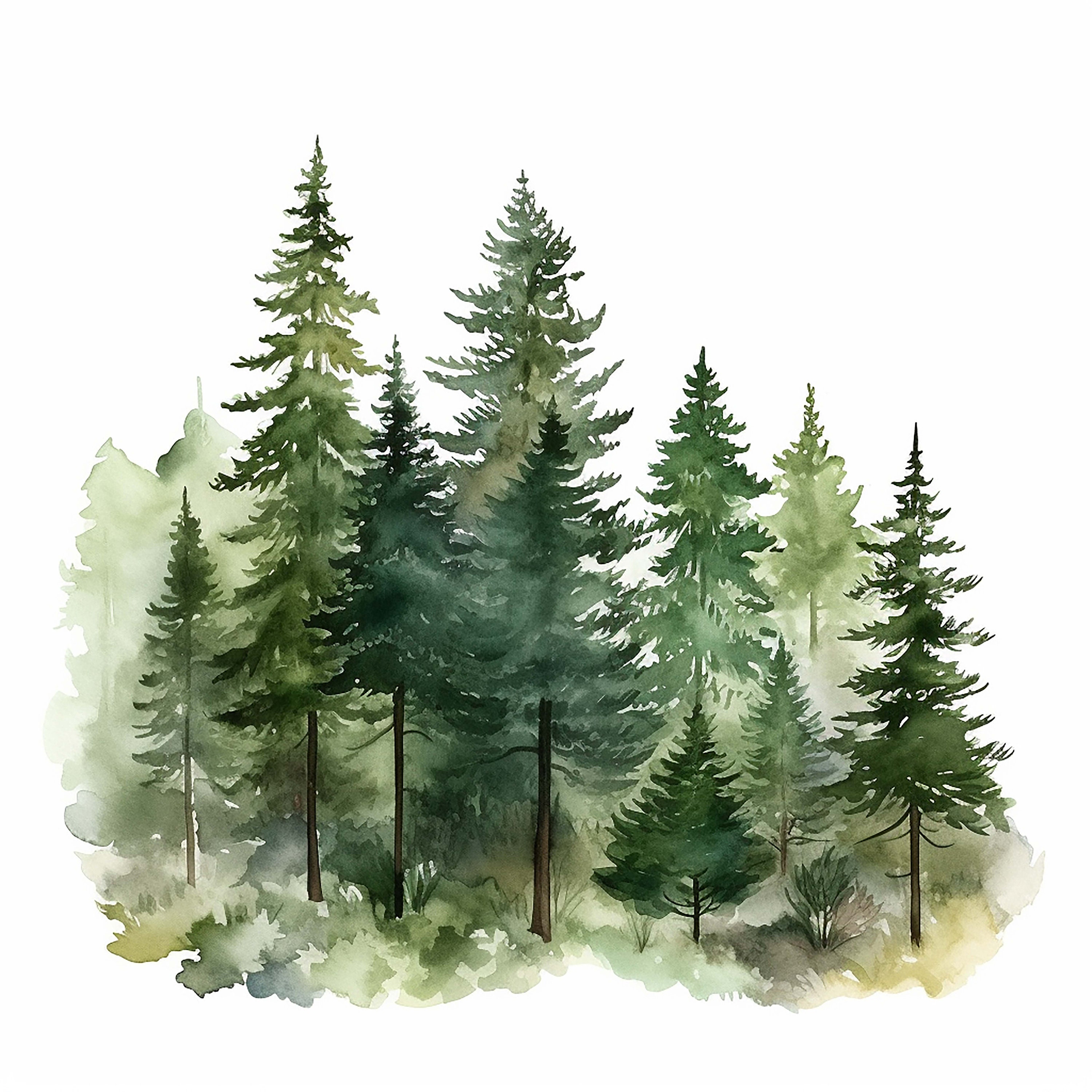 Pine Forest Clipart High Quality PNG Woodland Clipart - Etsy