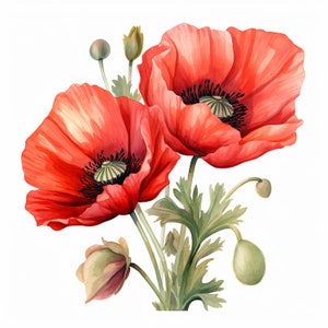 Poppy Clipart, High Quality PNG, Floral PNG, Poppy Flower Clipart ...