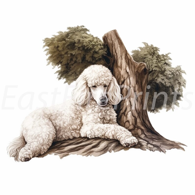 Set of 10 Poodle Clipart Dog Illustrations Card Making - Etsy