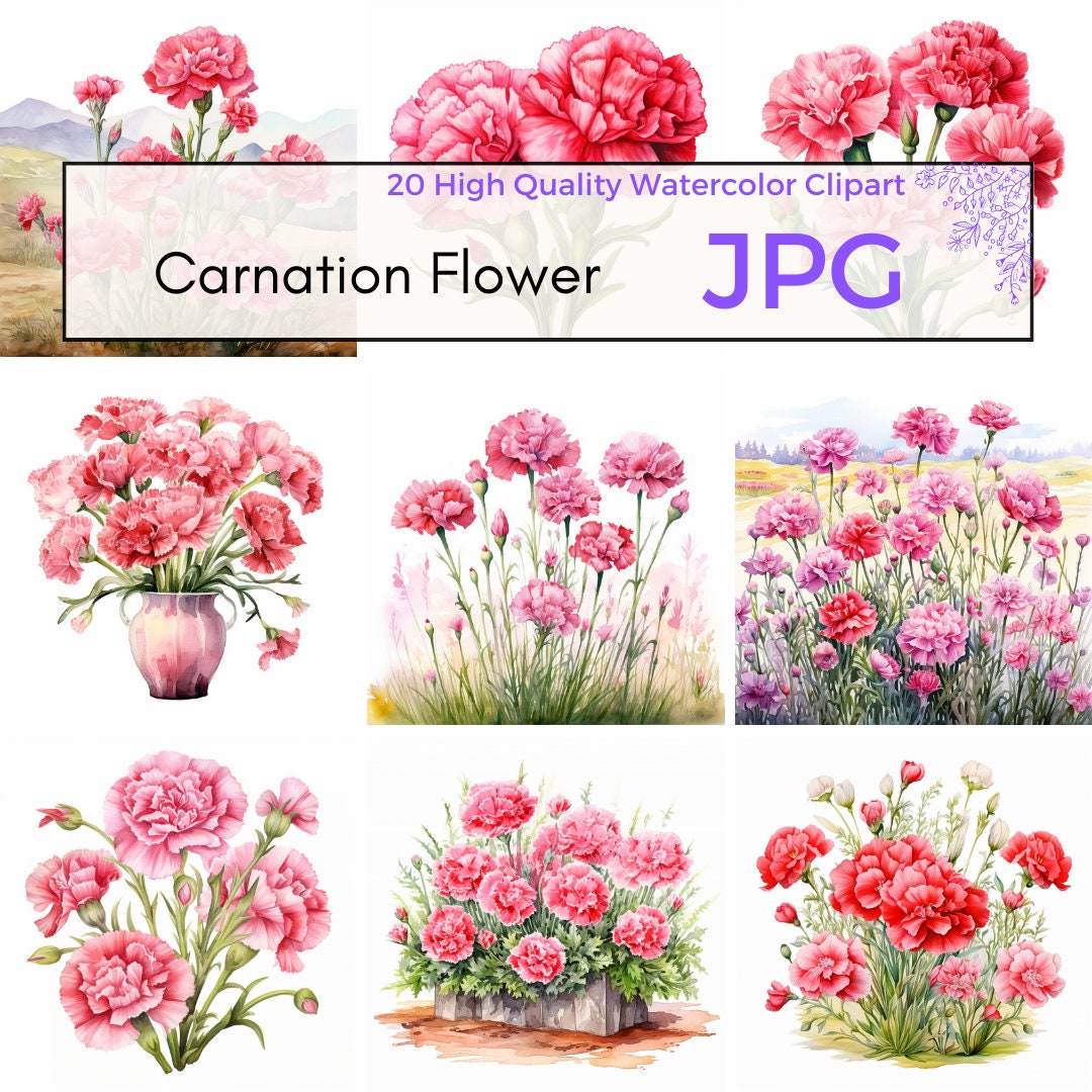 Watercolor Carnation Flower Clipart, High Quality JPG, Carnation Wall ...