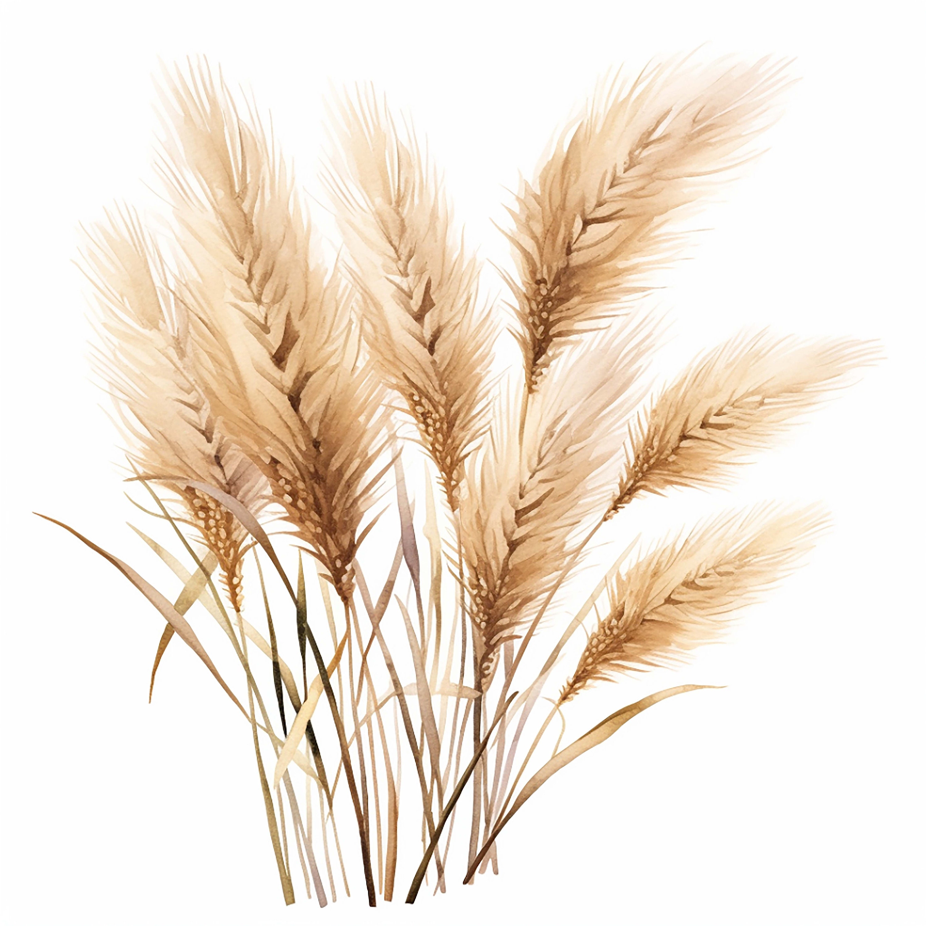 Pampas Grass Clipart High Quality Png Boho Clip Art Spring - Etsy