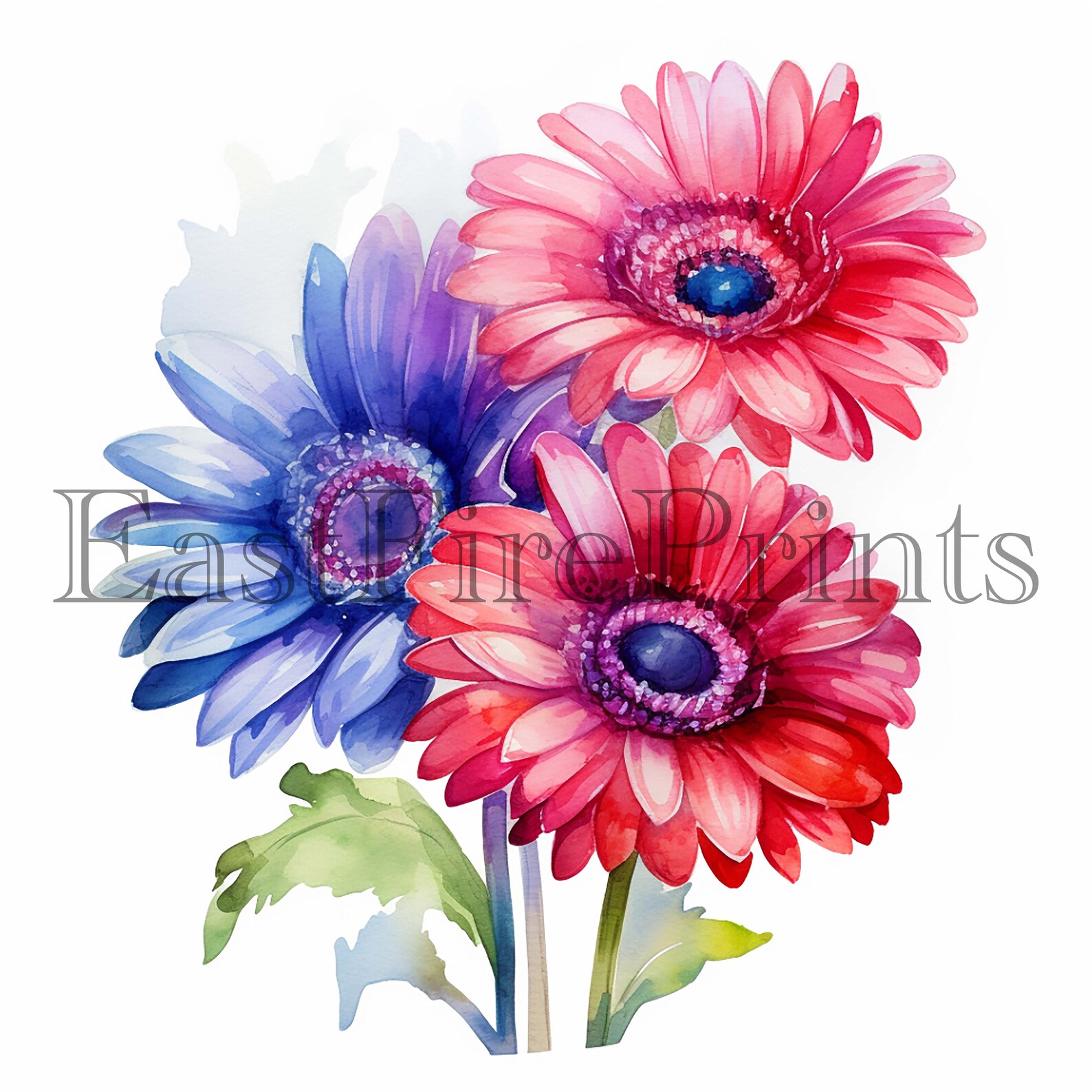 Watercolor Gerbera Clipart PNG Floral Spring Clip Art - Etsy