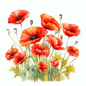 Poppy Clipart, High Quality PNG, Floral PNG, Poppy Flower Clipart ...