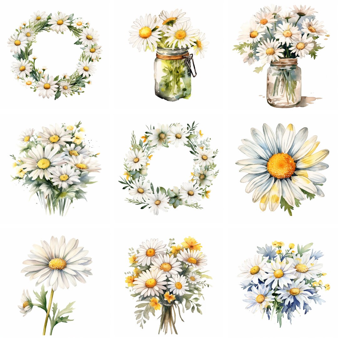 Watercolor Daisies Clipart PNG Spring Floral Clip Art - Etsy