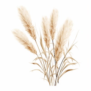 Pampas Grass Clipart, High Quality Png Boho Clip Art Spring Grass Png ...