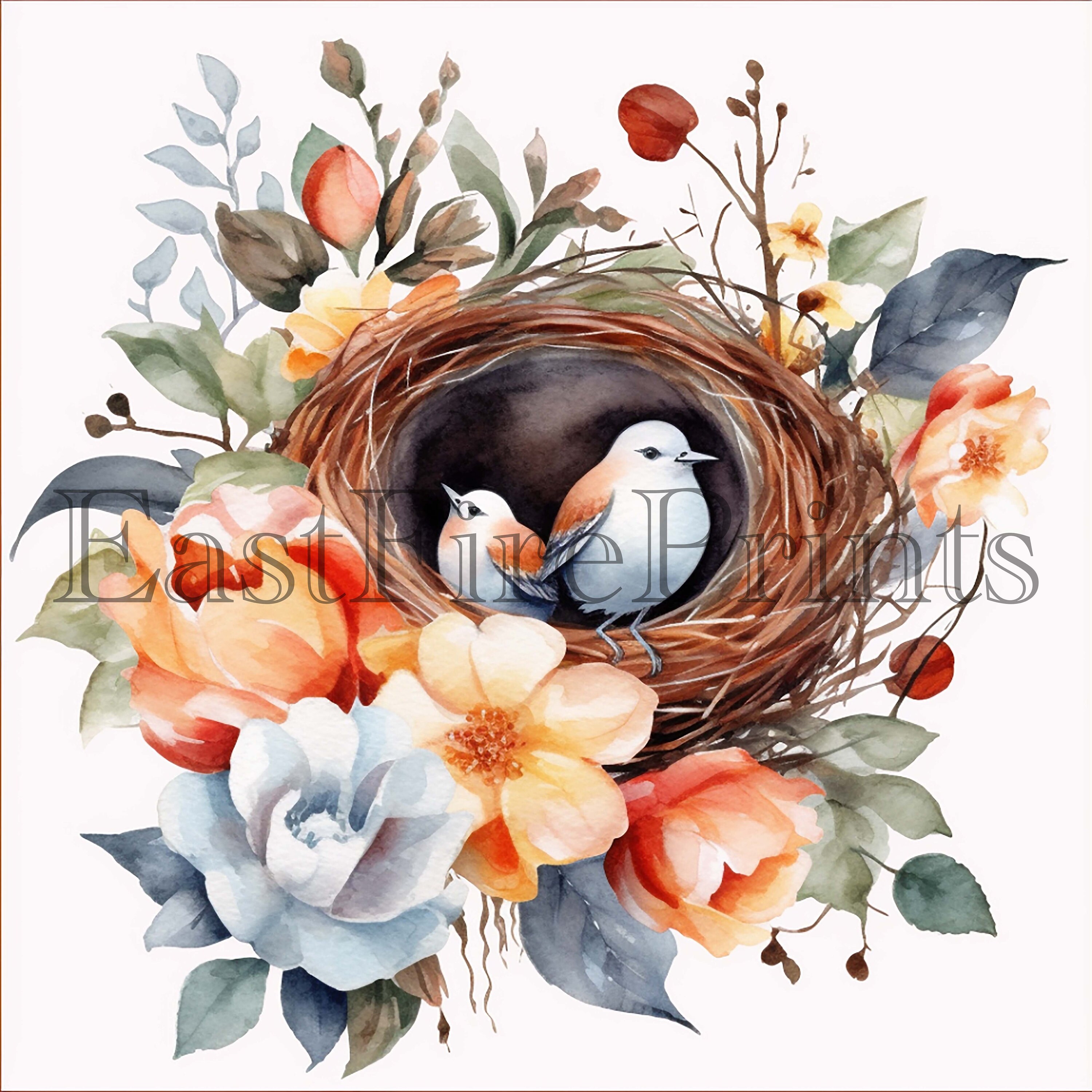 Watercolor Bird Nests Clipart PNG Bird Clip Art Springtime - Etsy