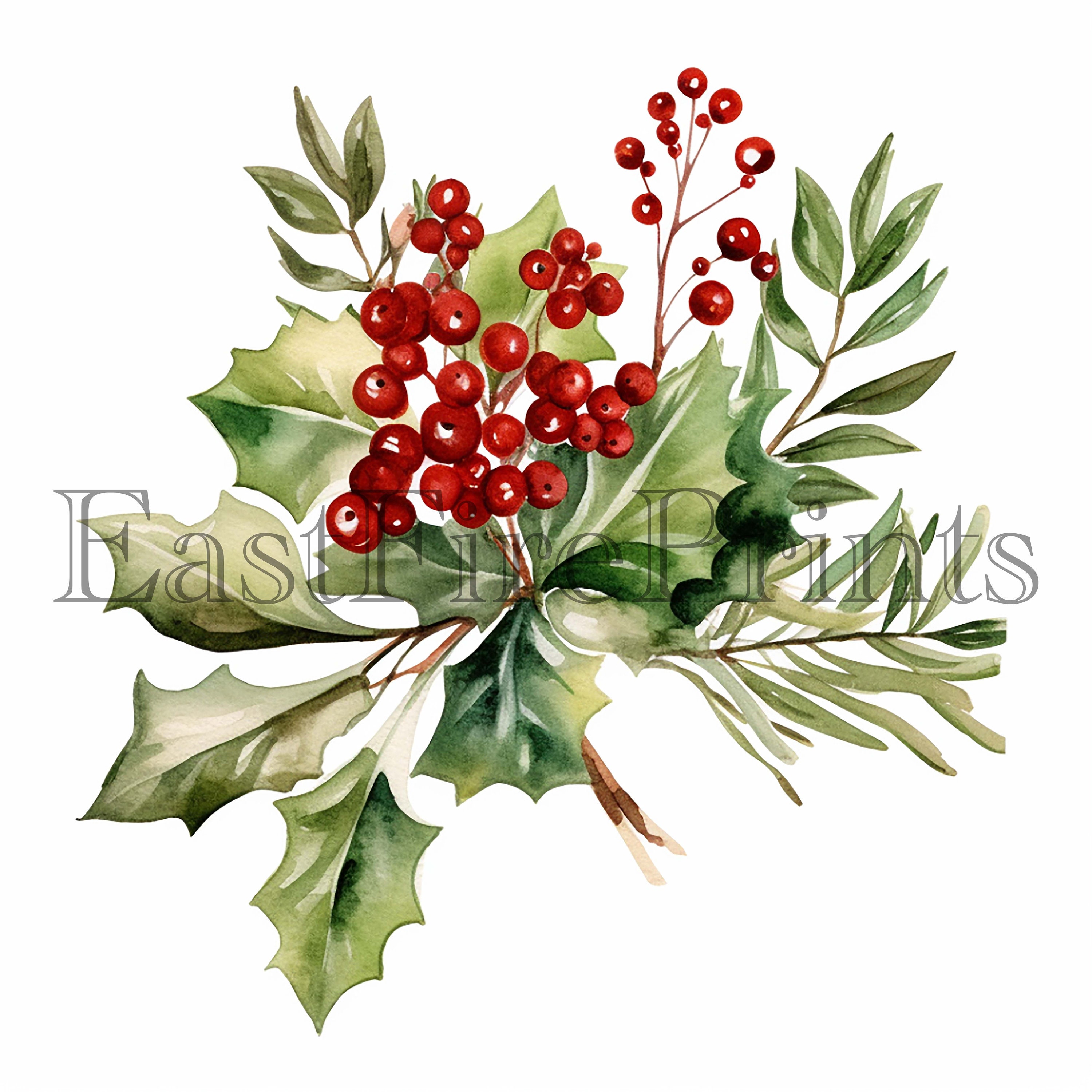 Watercolor Holly Mistletoe Clipart PNG Winter Botanical Clip - Etsy