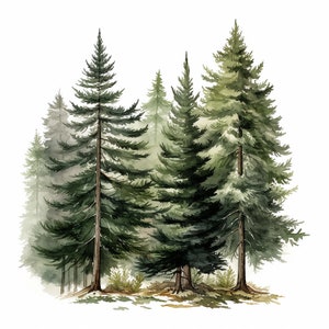 Watercolor Pine Forest Clipart, Pine Tree Clipart, Woodland Tree ...