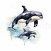 20 Watercolor Orca Clipart Set Orca Clipart PNG Cute Whale Clipart ...