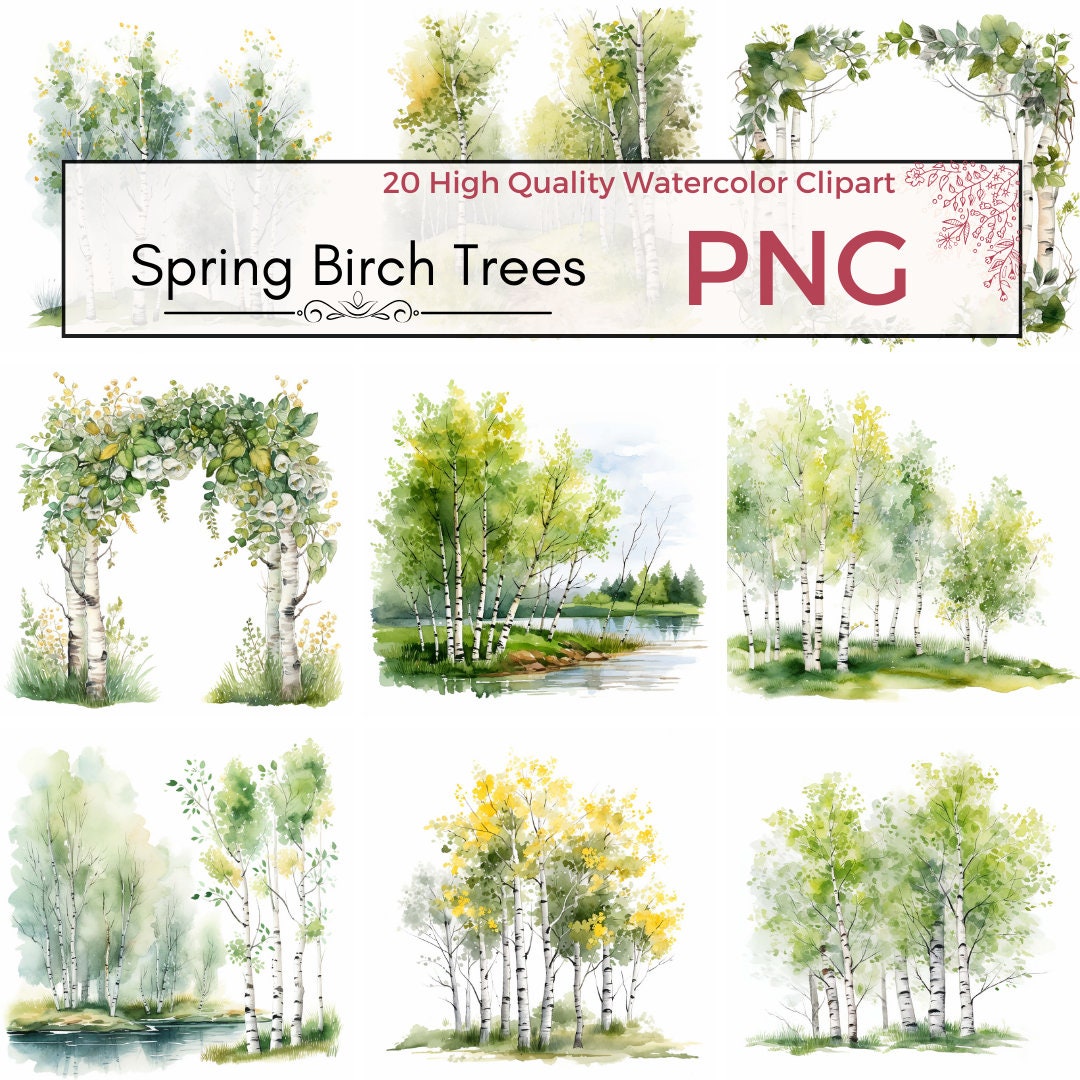 Spring Birch Trees Clipart High Quality PNG Spring Graphics - Etsy