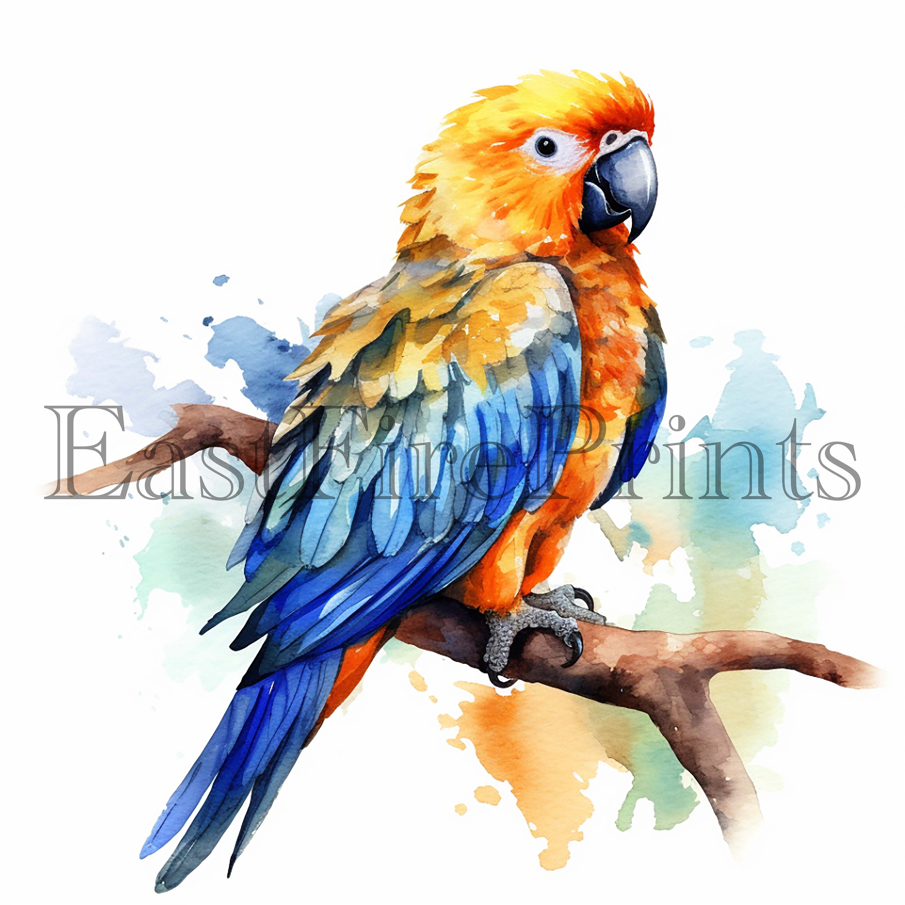 Watercolor Parrot Clipart PNG Tropical Birds Clip Art With - Etsy