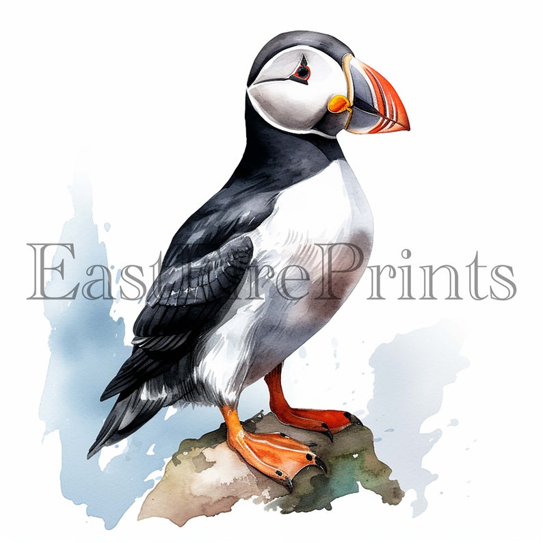 20 Puffin Watercolor Clip Art High Quality Png Cute Bird - Etsy