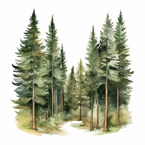 Watercolor Pine Forest Clipart, Pine Tree Clipart, Woodland Tree ...