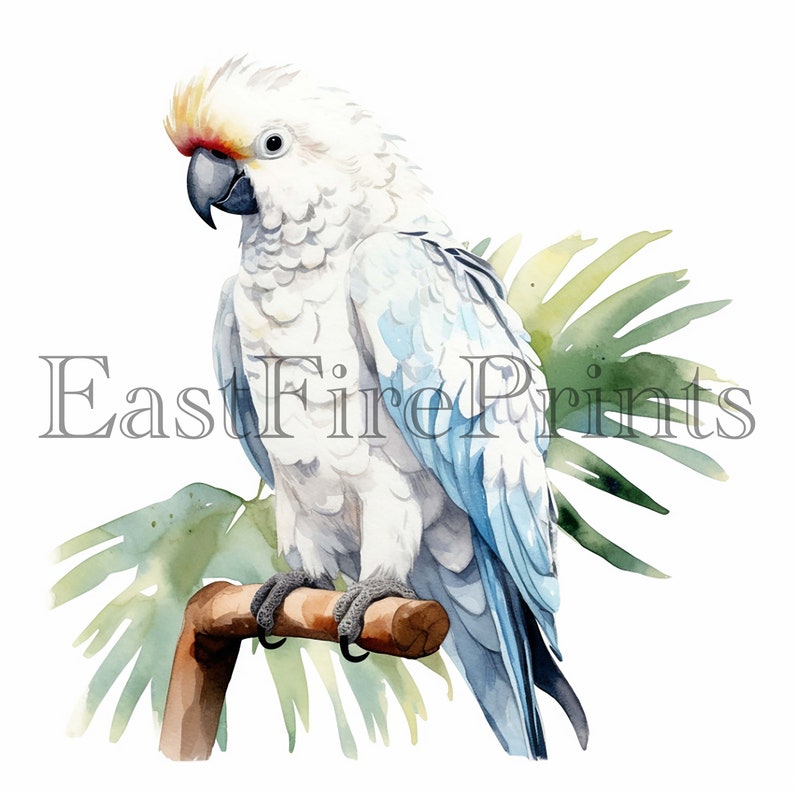 Watercolor Parrot Clipart PNG Tropical Birds Clip Art With - Etsy
