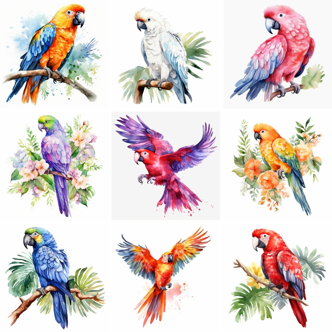 Watercolor Parrot Clipart PNG Tropical Birds Clip Art With - Etsy