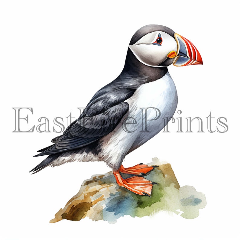 20 Puffin Watercolor Clip Art High Quality Png Cute Bird - Etsy