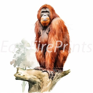 20 Watercolor Orangutan Clip Art Bundle | Primate Illustrations ...