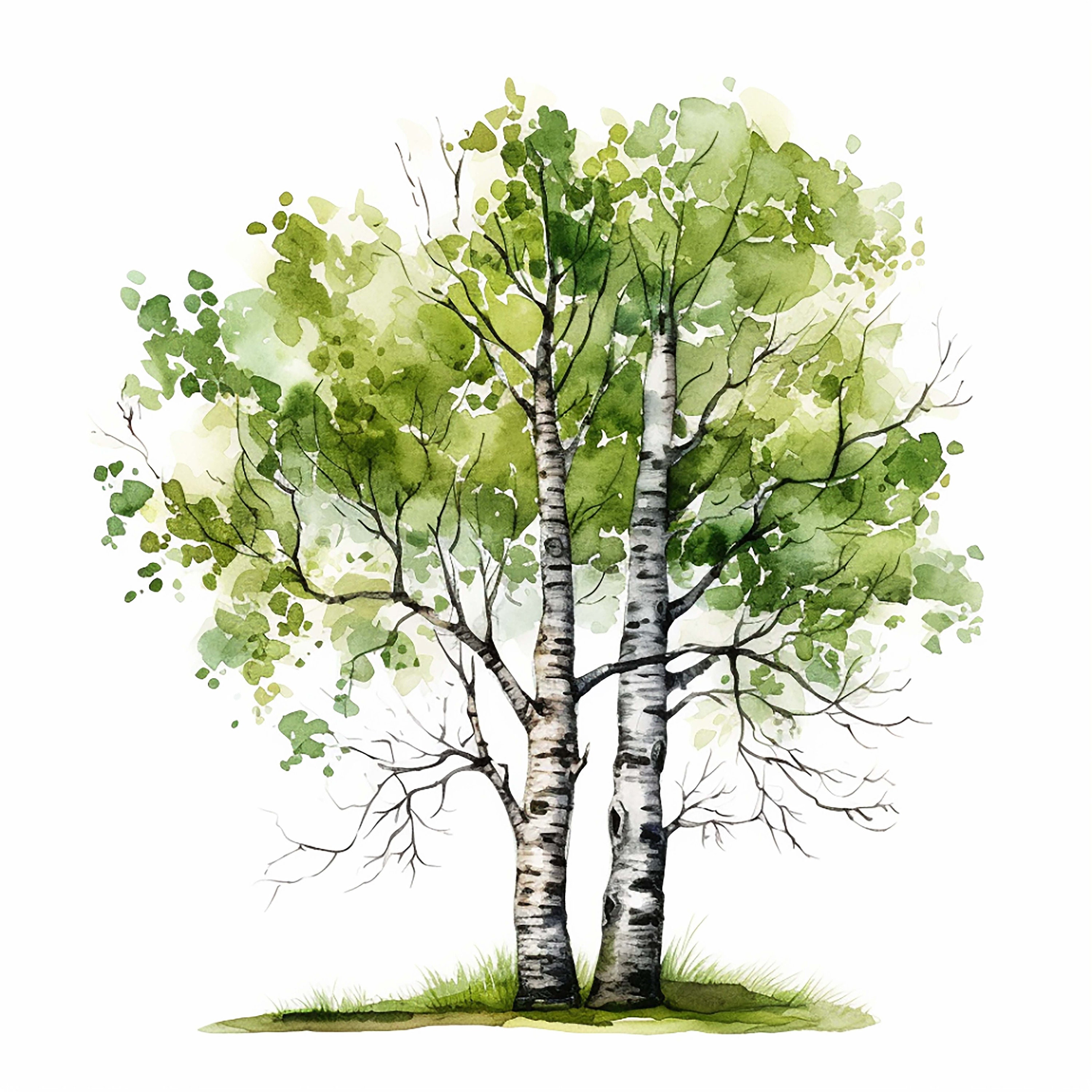 Spring Birch Trees Clipart High Quality PNG Spring Graphics - Etsy
