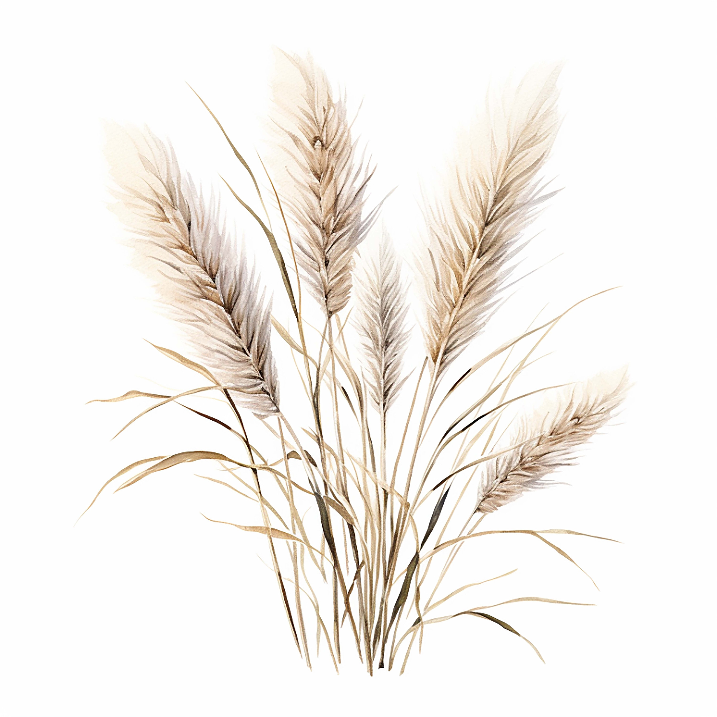 Pampas Grass Clipart High Quality Png Boho Clip Art Spring - Etsy