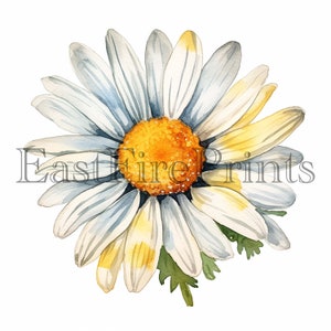 Watercolor Daisies Clipart PNG, Spring Floral Clip Art, Flowers and ...