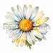 Watercolor Daisies Clipart PNG, Spring Floral Clip Art, Flowers and ...