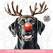 Black Labrador Christmas PNG Clipart, Christmas Dog PNG, Watercolor ...