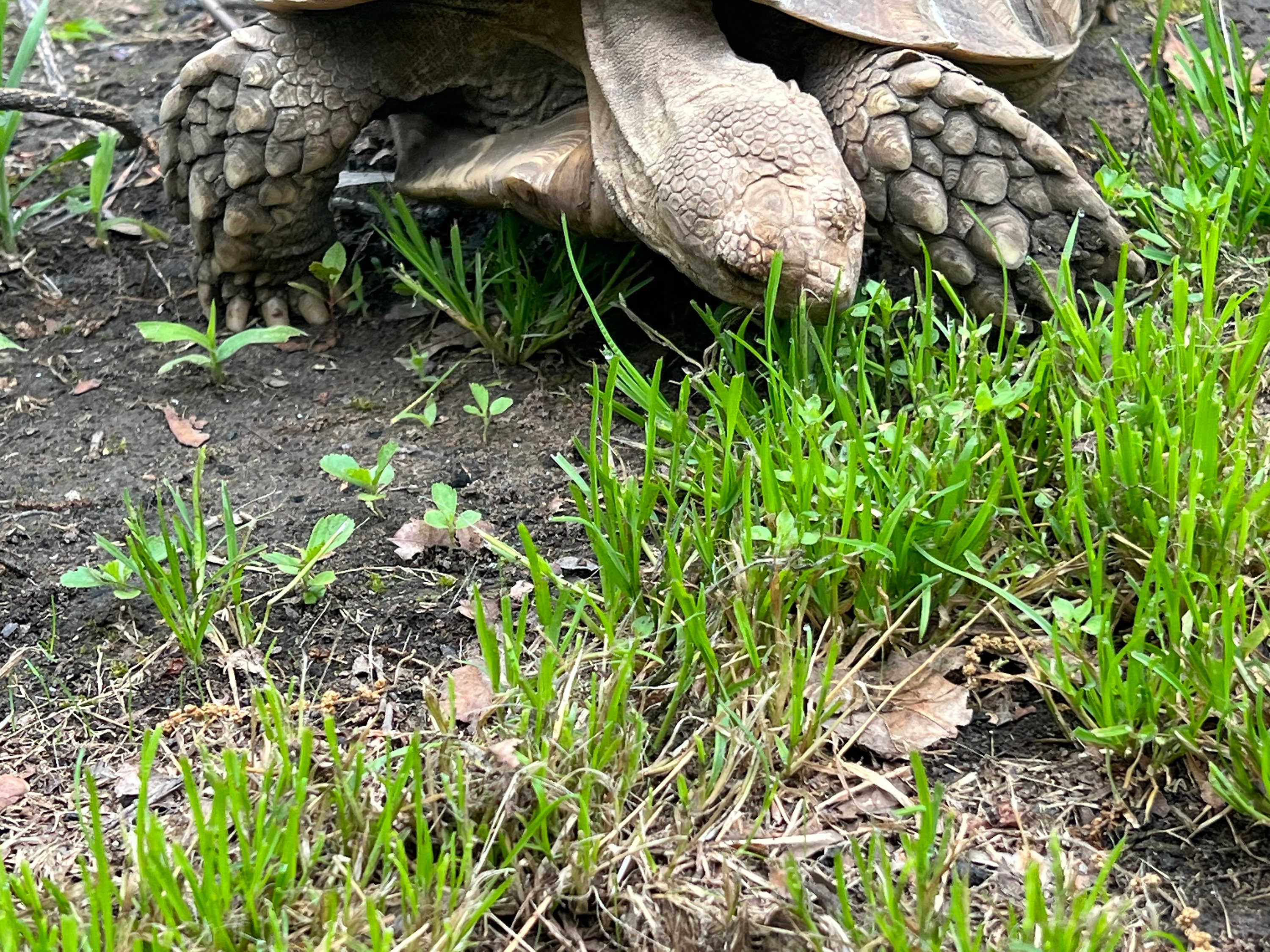 Tortoise Grass Forage Seeds - Etsy