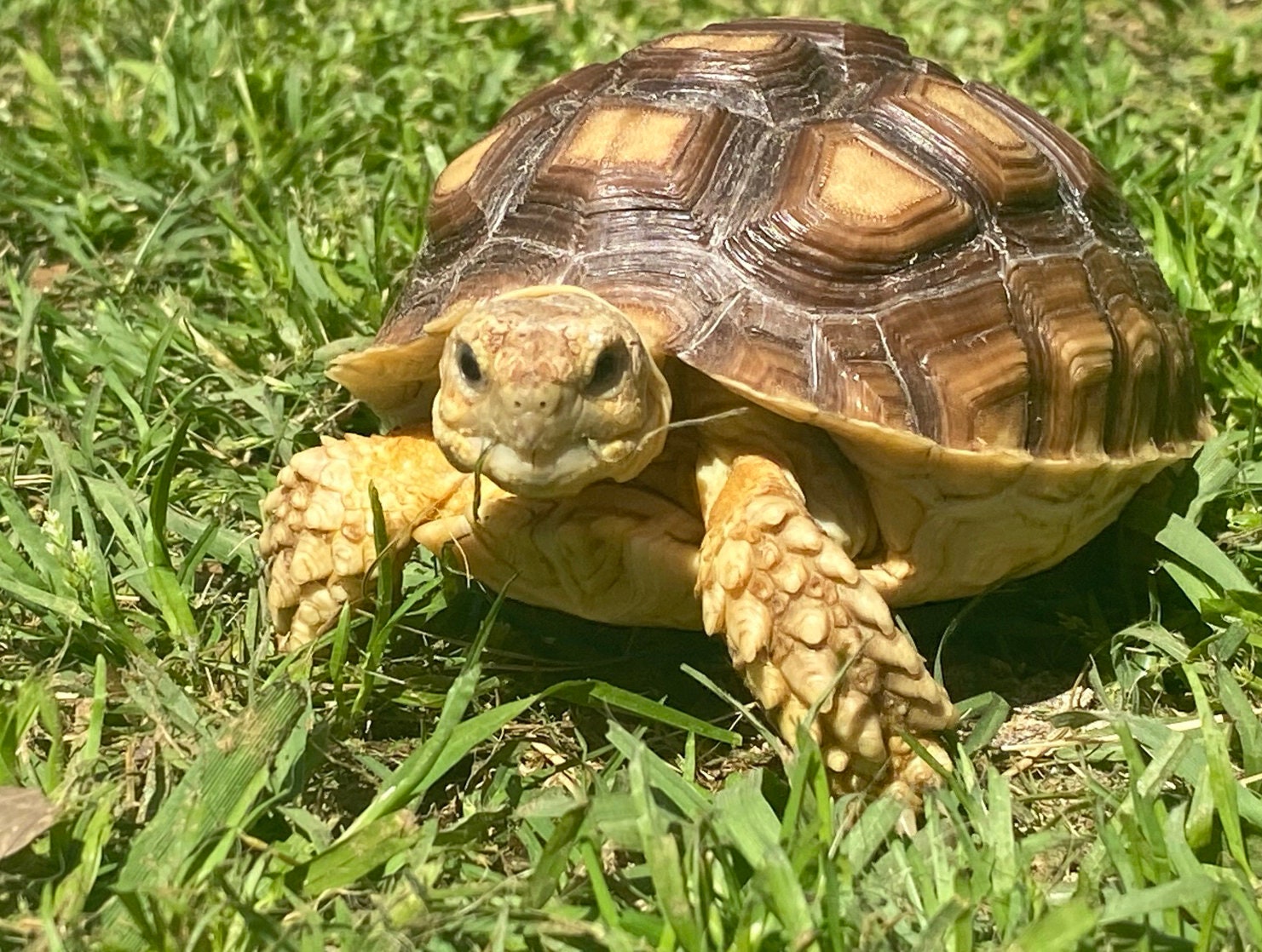 Tortoise Grass Forage Seeds - Etsy