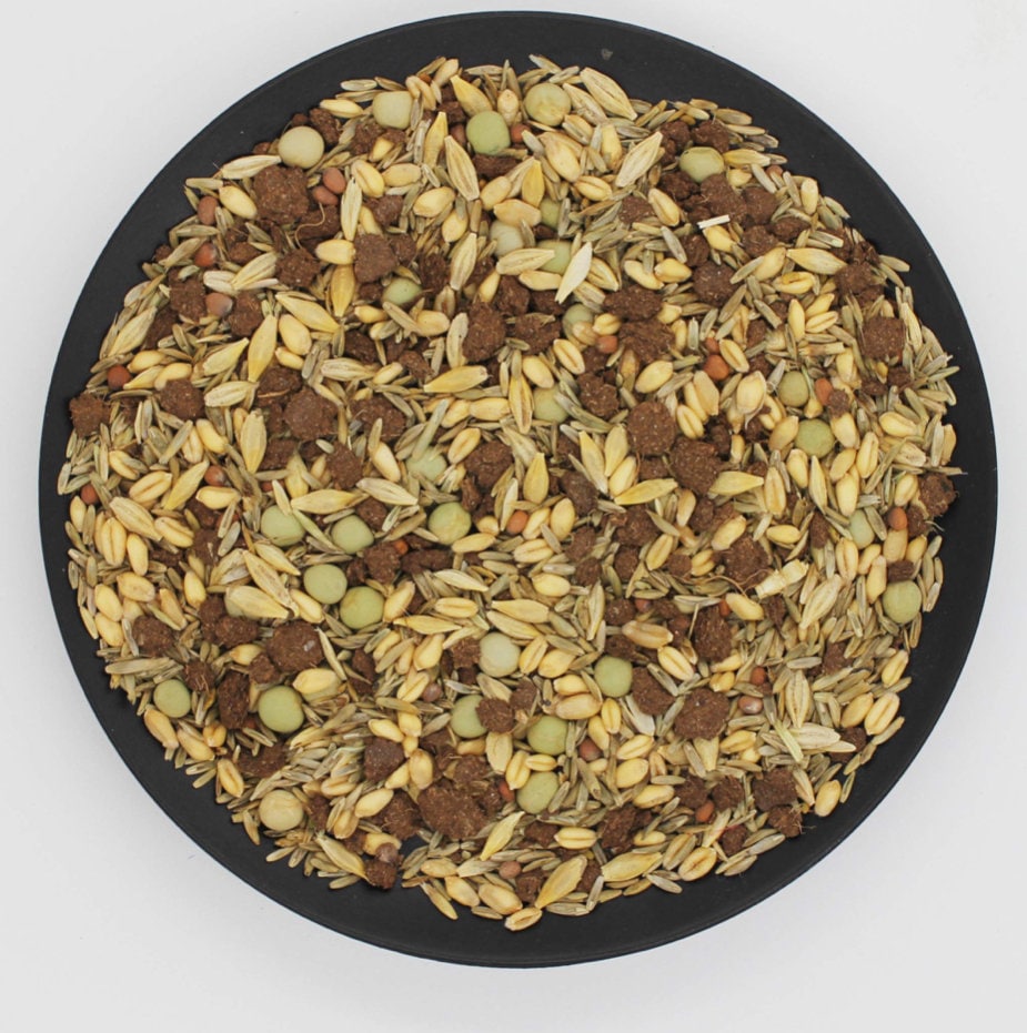 Tortoise Grass Forage Seeds - Etsy