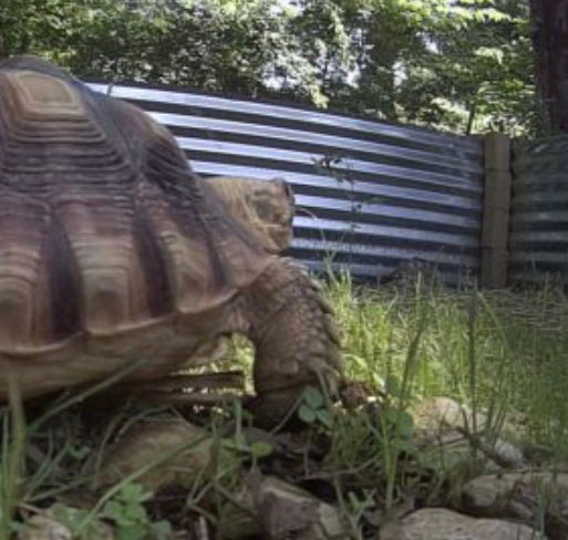 Tortoise Grass Forage Seeds - Etsy
