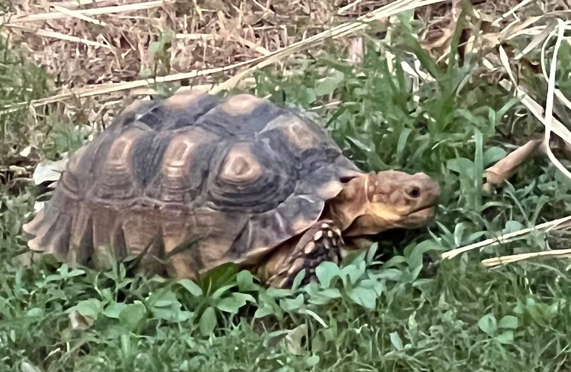 Tortoise Grass Forage Seeds - Etsy