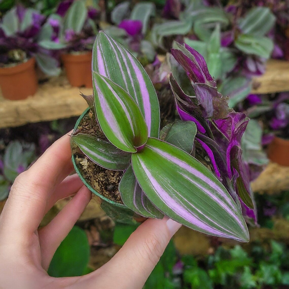 Charming 4-inch Tradescantia Nanouk Houseplant Vibrant, Low-maintenance ...