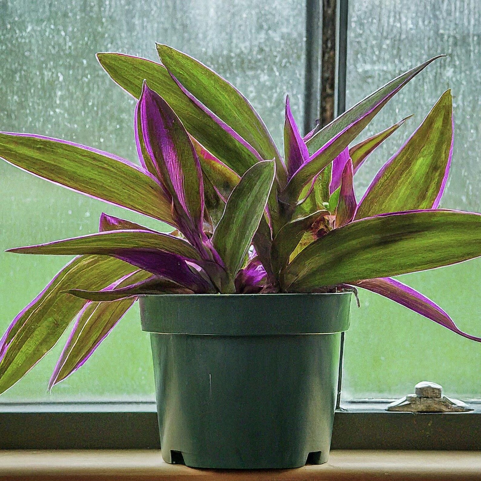 Charming 4-inch Tradescantia Nanouk Houseplant – Vibrant, Low ...