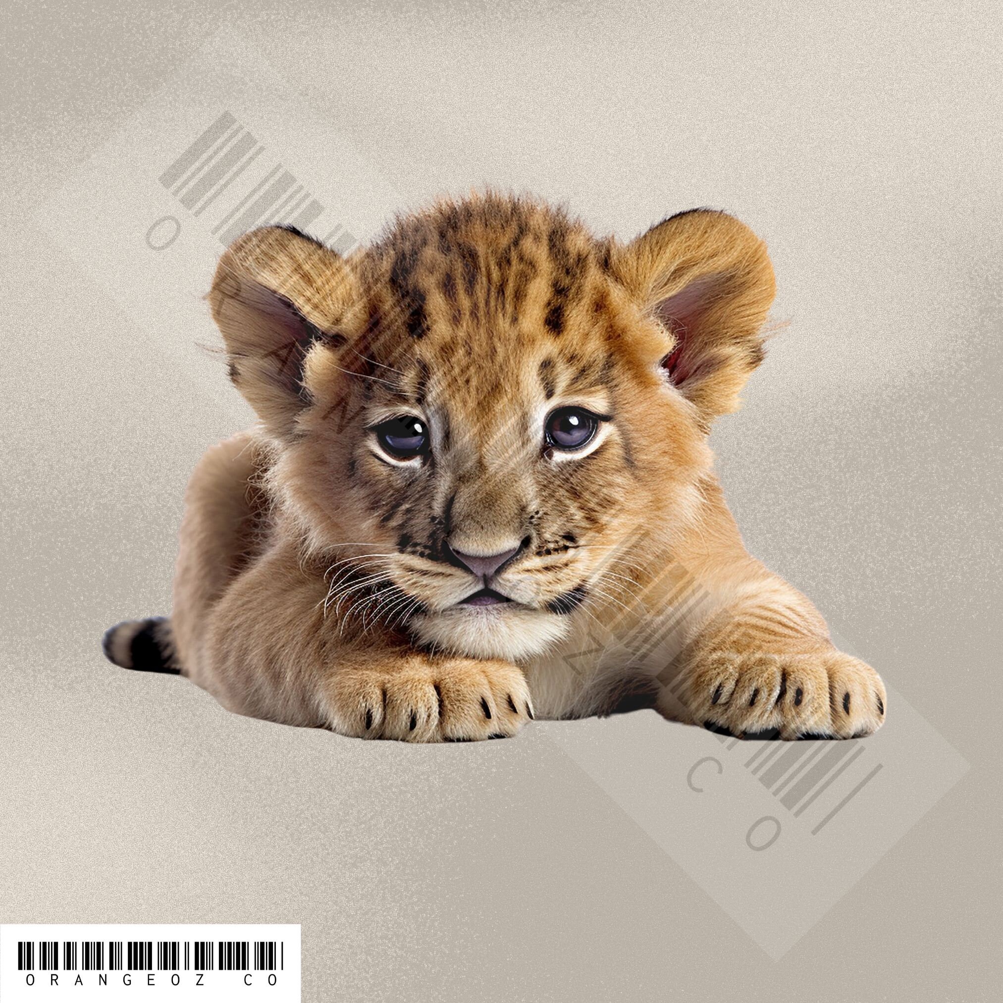 Baby Lion Clipart. Transparent PNG and SVG Files. Woodland - Etsy