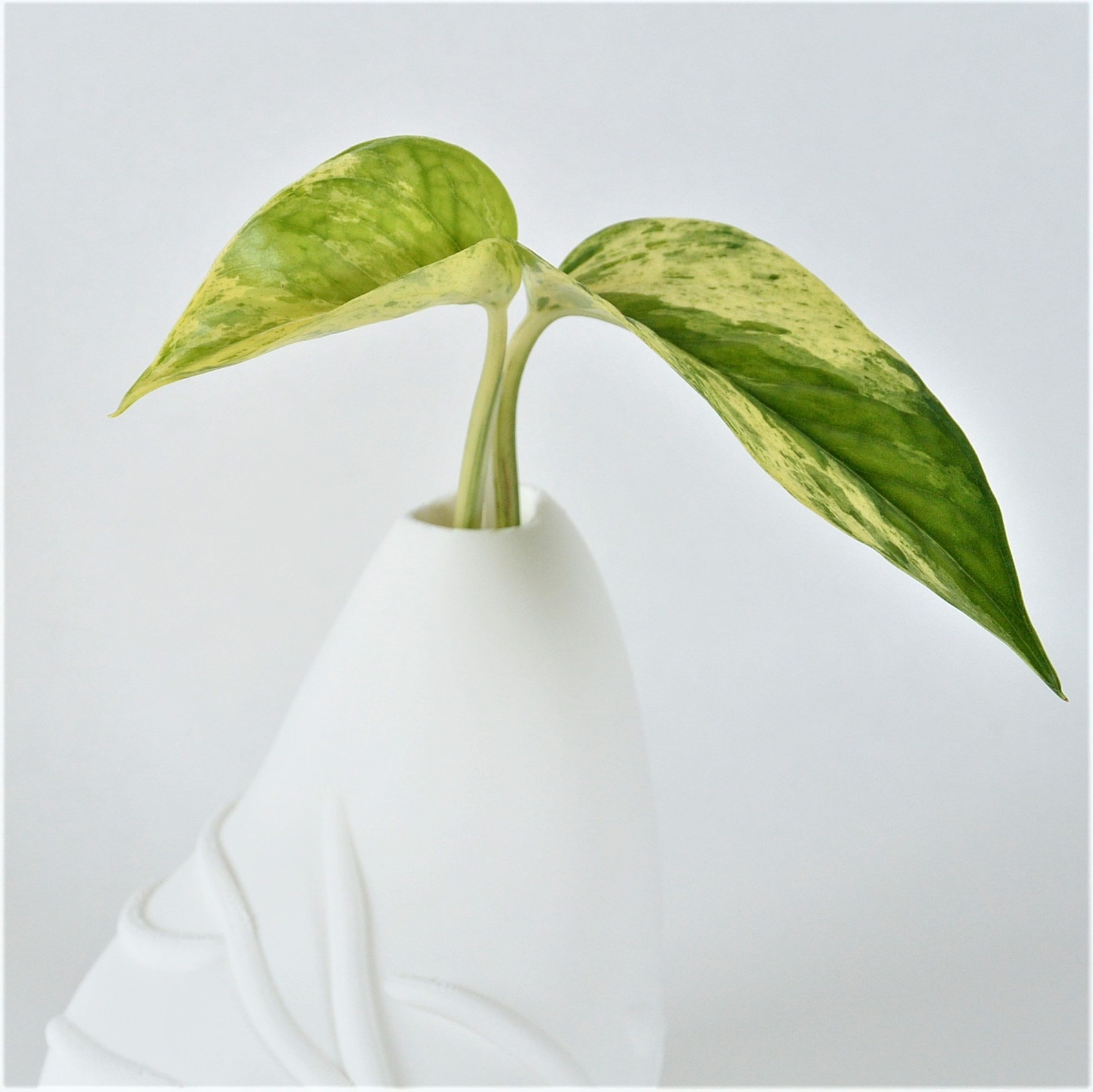 Mokoko Seeds With Vines Vase Propagation 3D Printed Organic ...